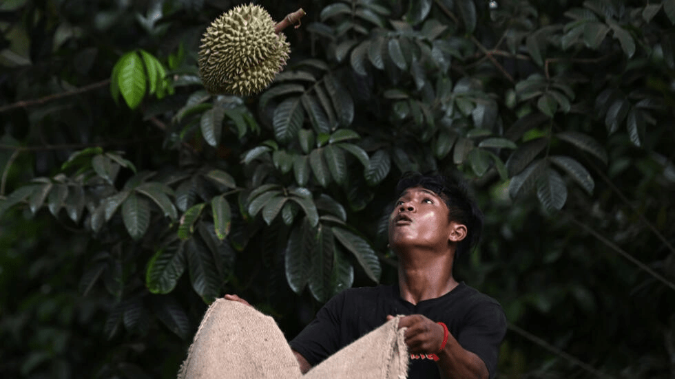 Heatwave hammers Thailand's stinky but lucrative durian farms