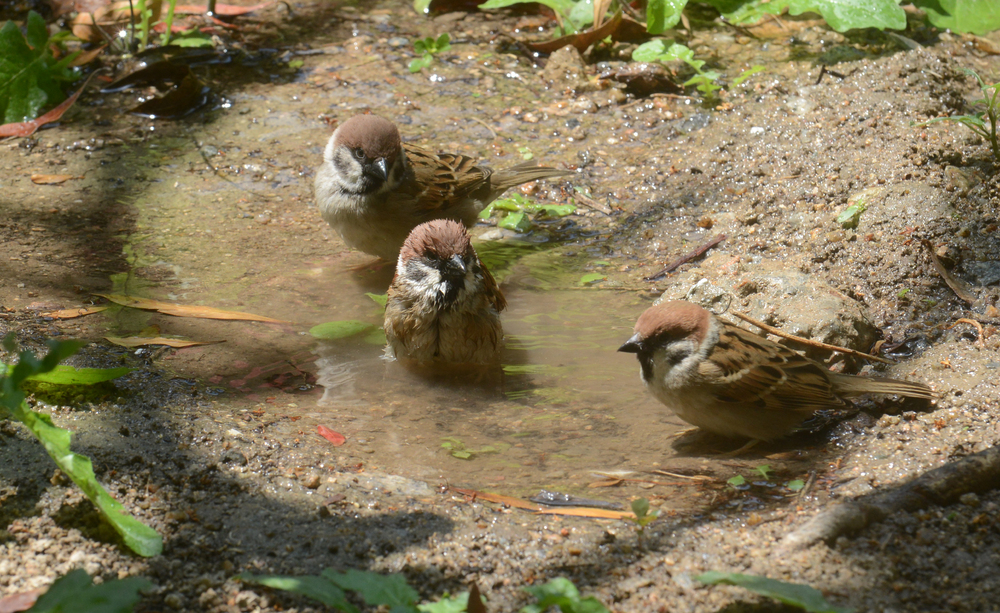 Sparrow numbers see huge drop