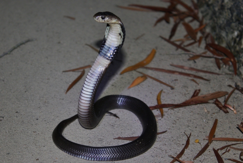 Researchers point to snake as source of Wuhan coronavirus