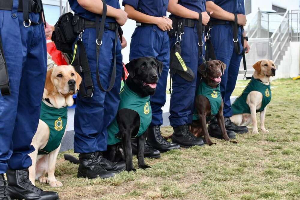 (Video) Customs' gun-sniffing detector dogs in action