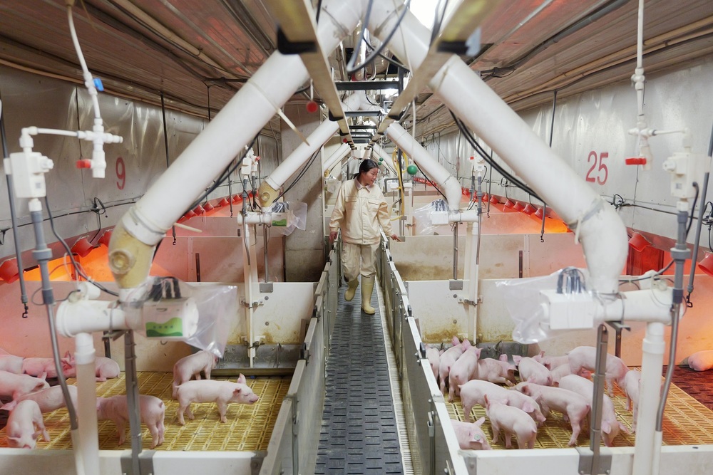 Chinese pork producer Muyuan is said to weigh Hong Kong listing