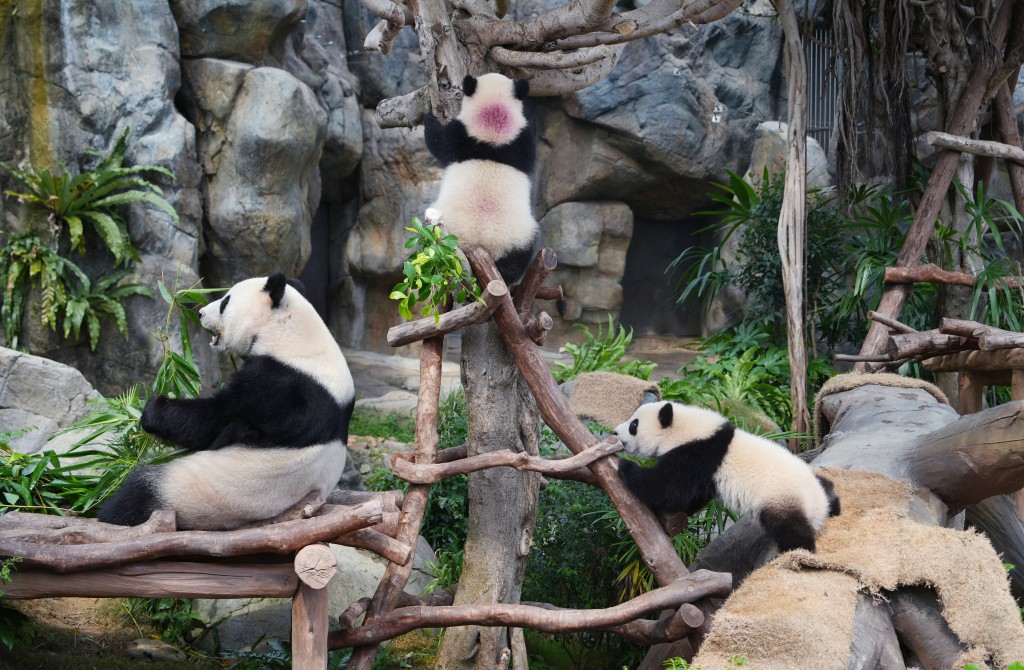 Panda economy boosts Ocean Park visits and profits, says tourism chief