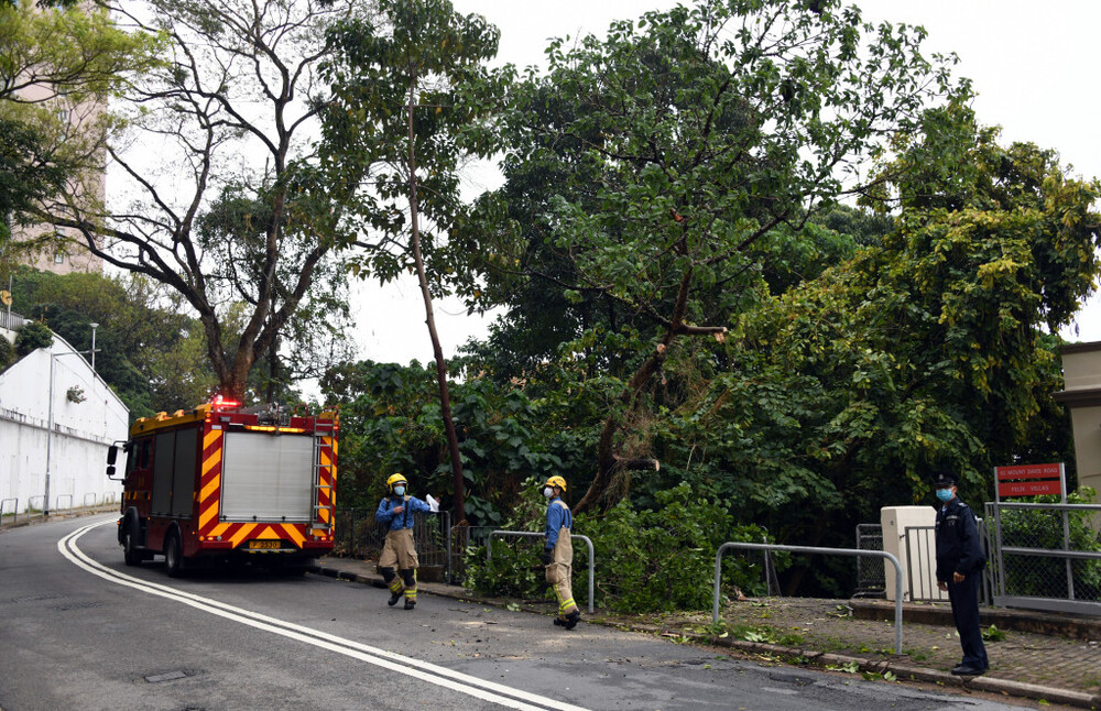 Ombudsman wants clear delineation of responsibilities in handling tree ...