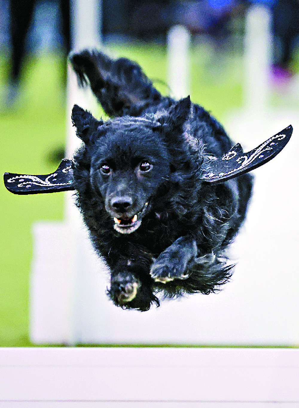 Doggone it, they're mighty mutts!