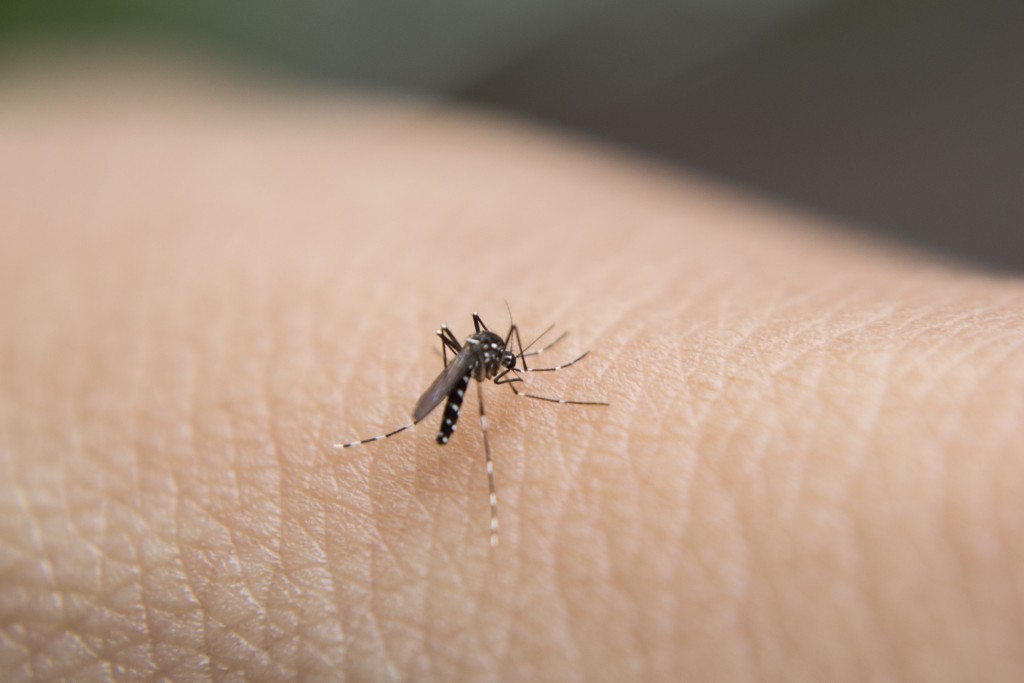 Tseung Kwan O residents beware as mosquito index tops city