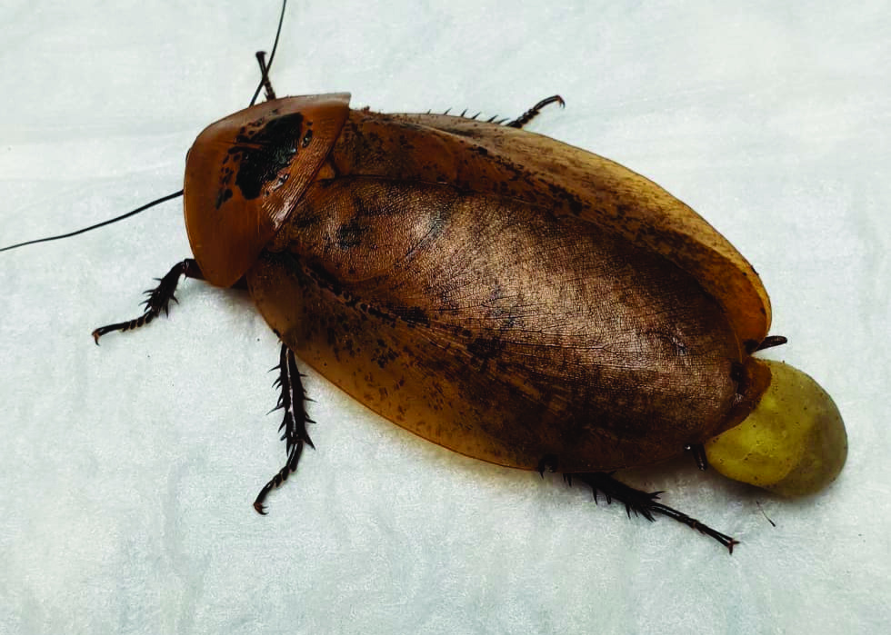 Cockroaches found in Japanese rice balls