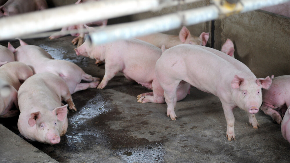 Hong Kong to cull 900 pigs amid outbreak of deadly swine fever