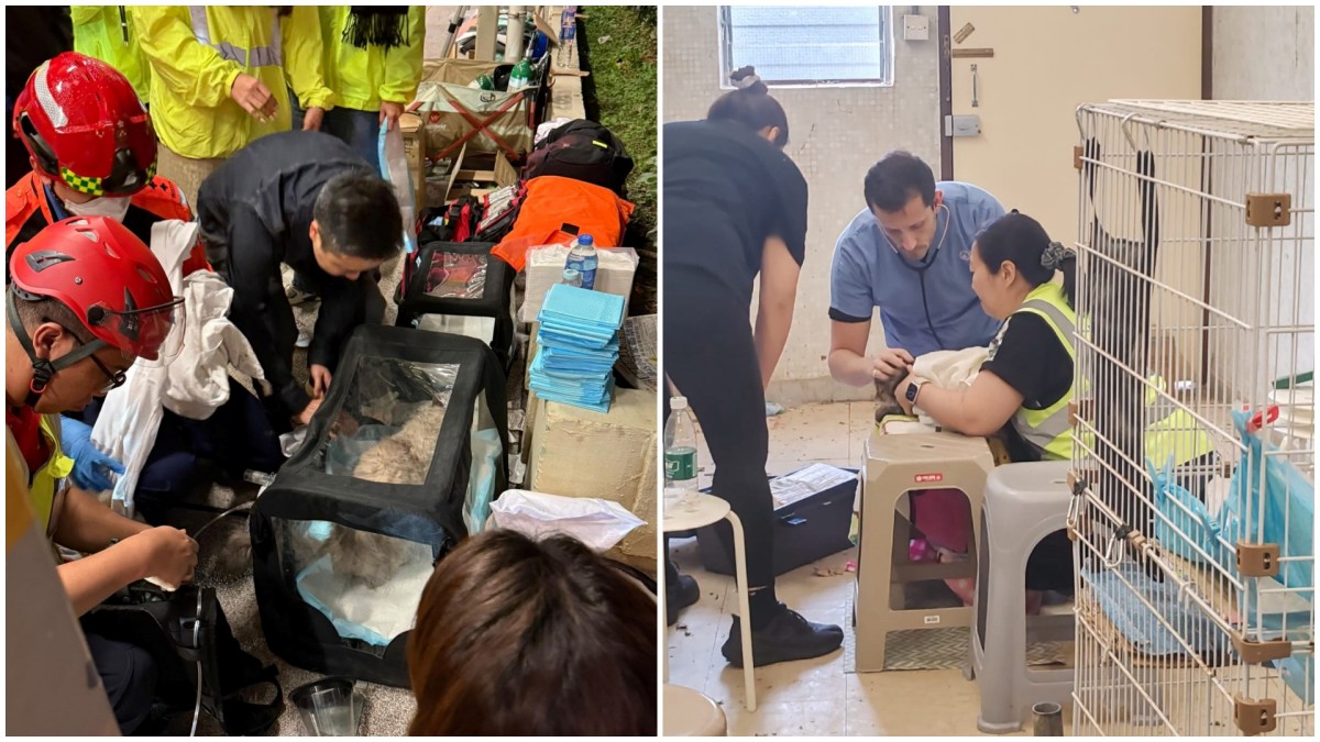SPCA turns open ground into lifeline for hundreds of animals caught in ...
