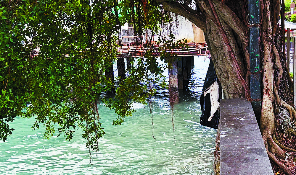 Pet lover, three helpers arrested after dead cat hanged from tree in ...
