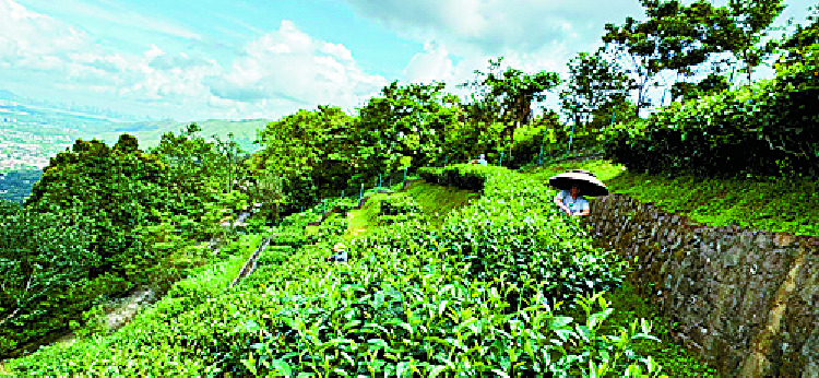 Eco-tea garden in your backyard