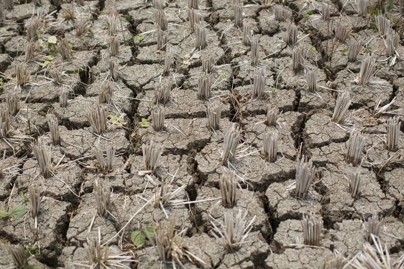 Hot weather hurts Asian crops as powerful El Nino takes shape