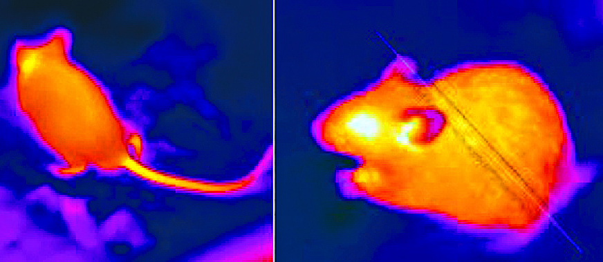 Heat to be on rats in thermal camera drive
