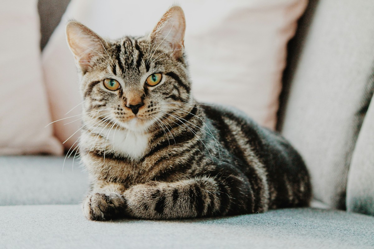 International hug your cat day: Cat owners have 30% lower risk of heart ...