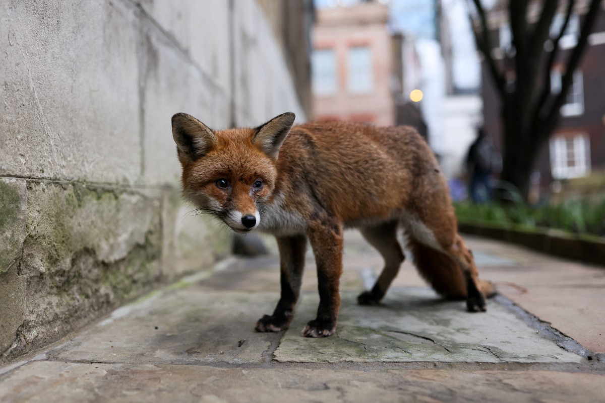 Fantastic Mr Stowaway: fox sails from Britain to New York port