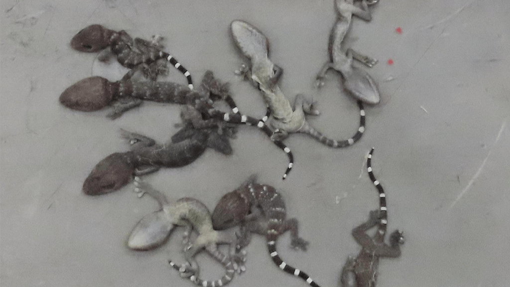34 live lizards seized in air cargo from Indonesia