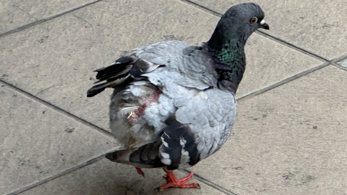 Shocking hour: Police probe pigeon abuse and falling turtle death
