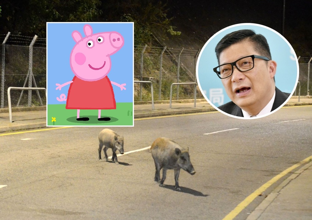 Wild boars are not the cute little pigs in cartoons: Chris Tang
