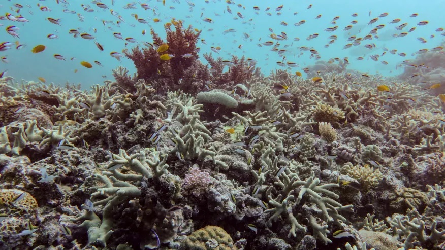 Great Barrier Reef records largest annual coral loss in 39 years