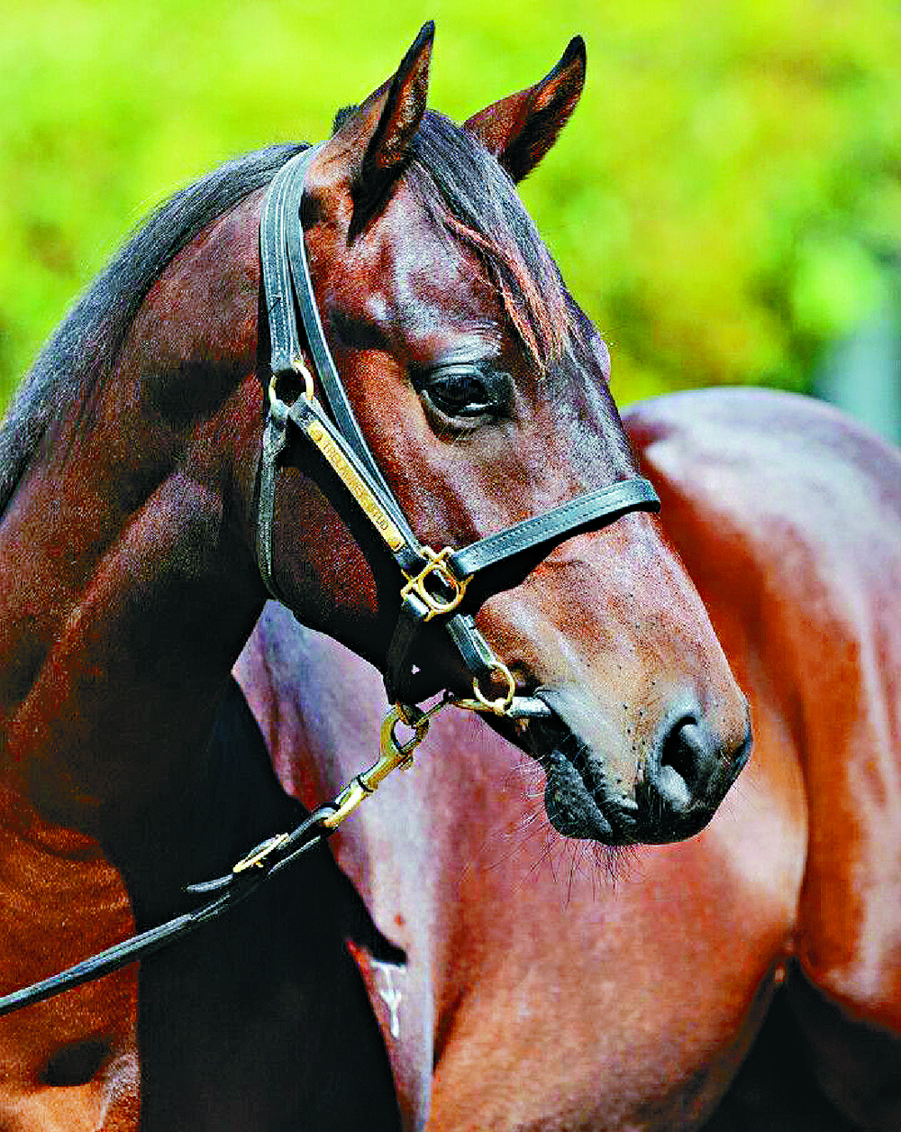 Club buys six NZ horses for HK International Sale