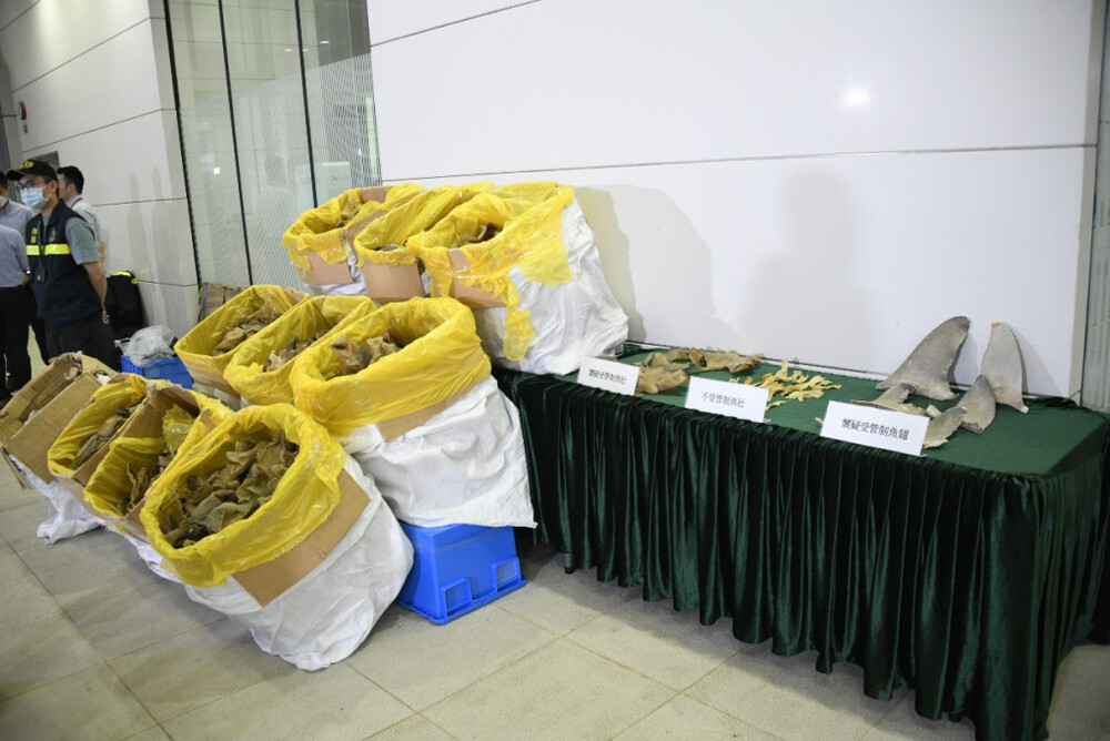 Customs seize over 300 kilos of dried fish maw and shark fin at airport