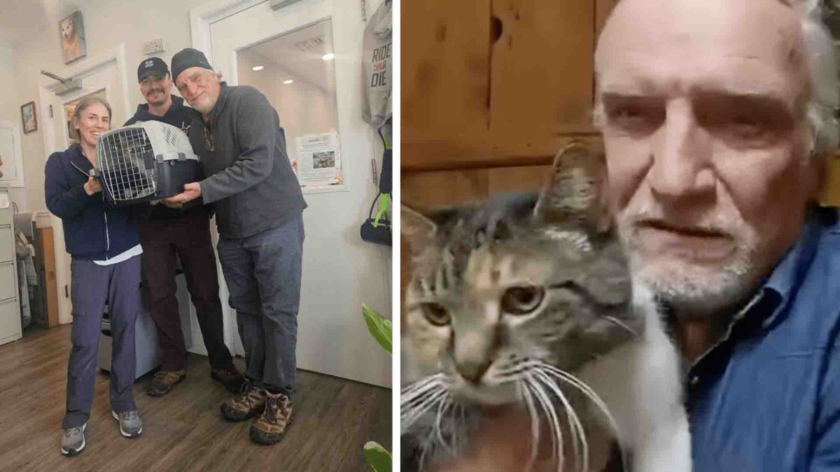 Cat reunited with owner after 10 years thanks to microchip