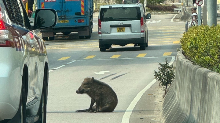 Wild boar injured after minibus hit in Sai Kung