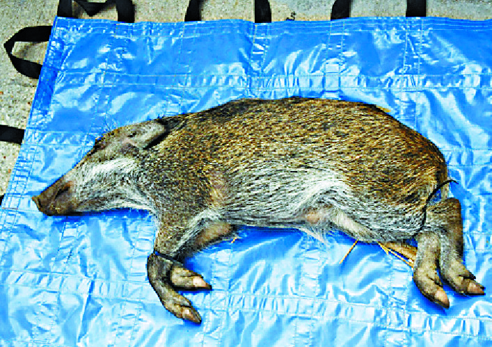 Sad ending for temple boar