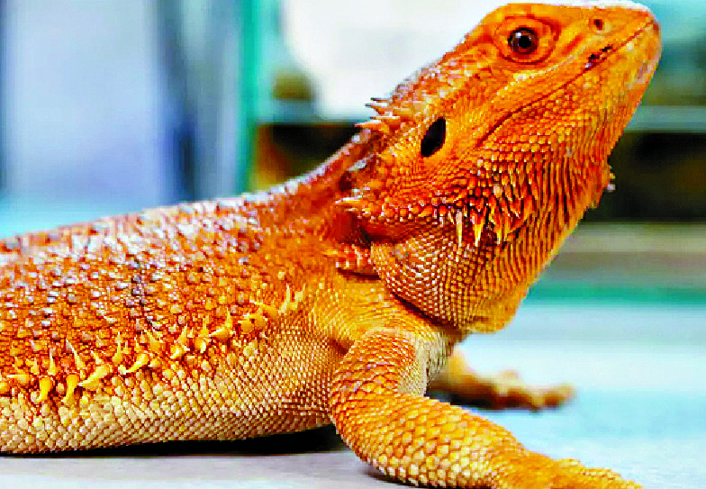 Japan Post to end delivery of live reptiles from April
