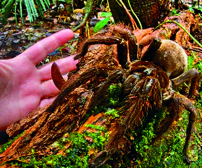 Spiders look the part but stop pulling our legs with the scary stories