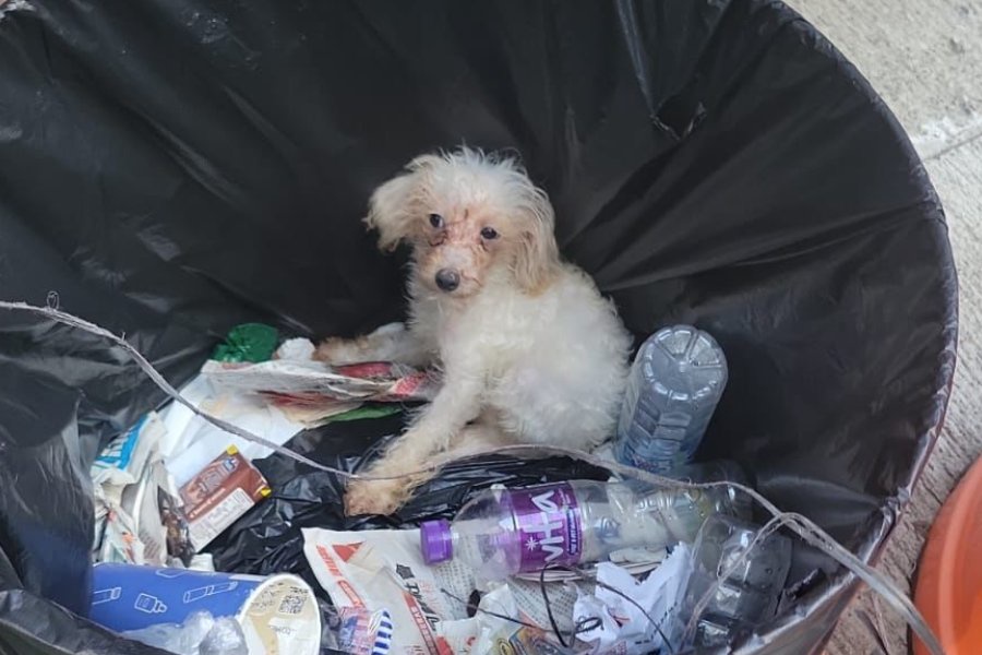 Poodle found in North Point trash can listed as cruelty to animals case