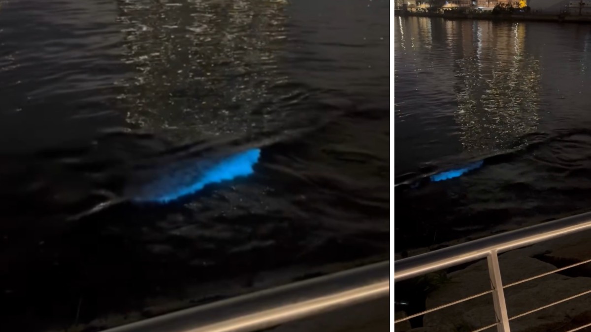 (Video) Stunning blue tears spotted in Kai Tak waterfront spark ...