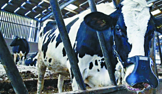 Cow belching threatens life on Earth