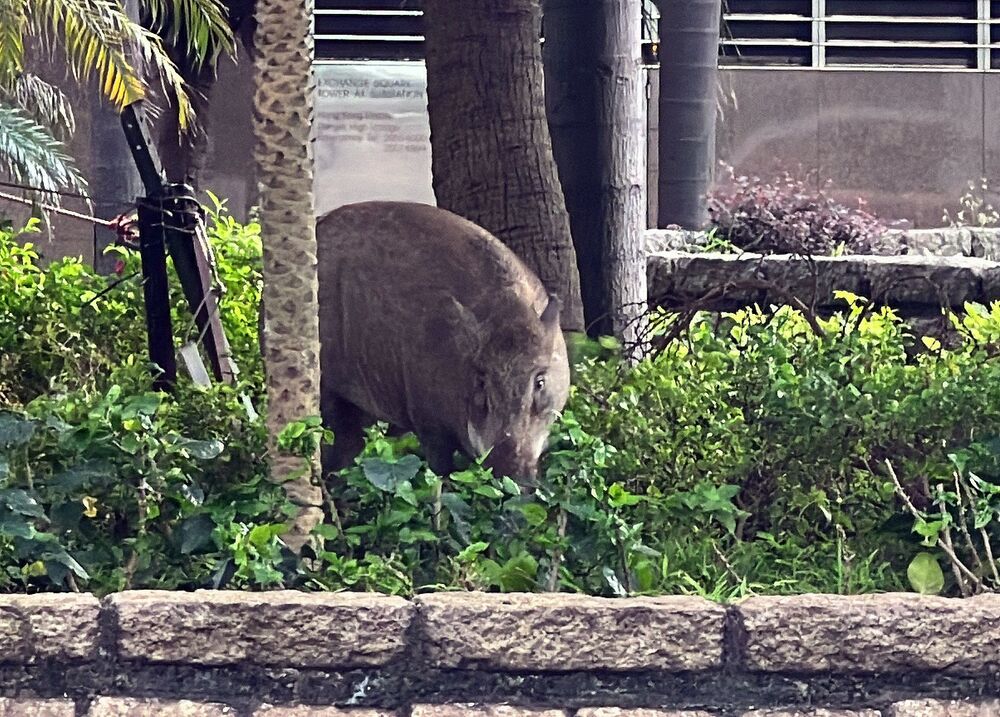 Wild boar attacks drop 80pc after HK culls 650 in 2024