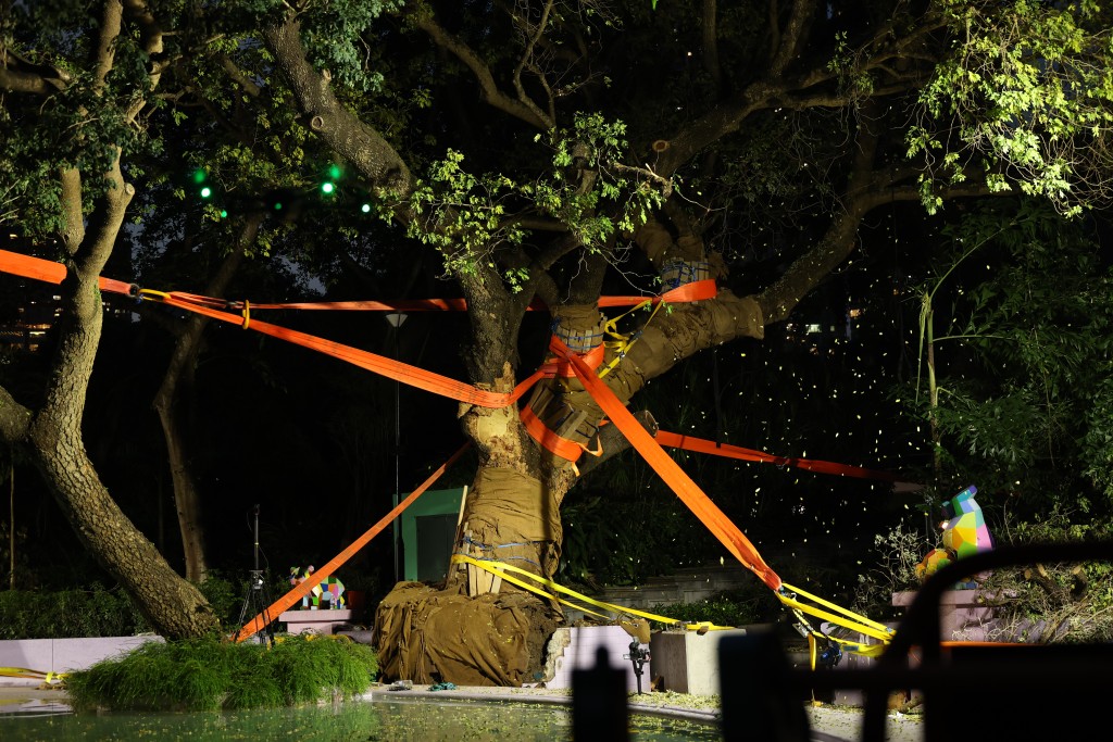 Community and experts rally to save 110-year-old tree in Kowloon Park ...
