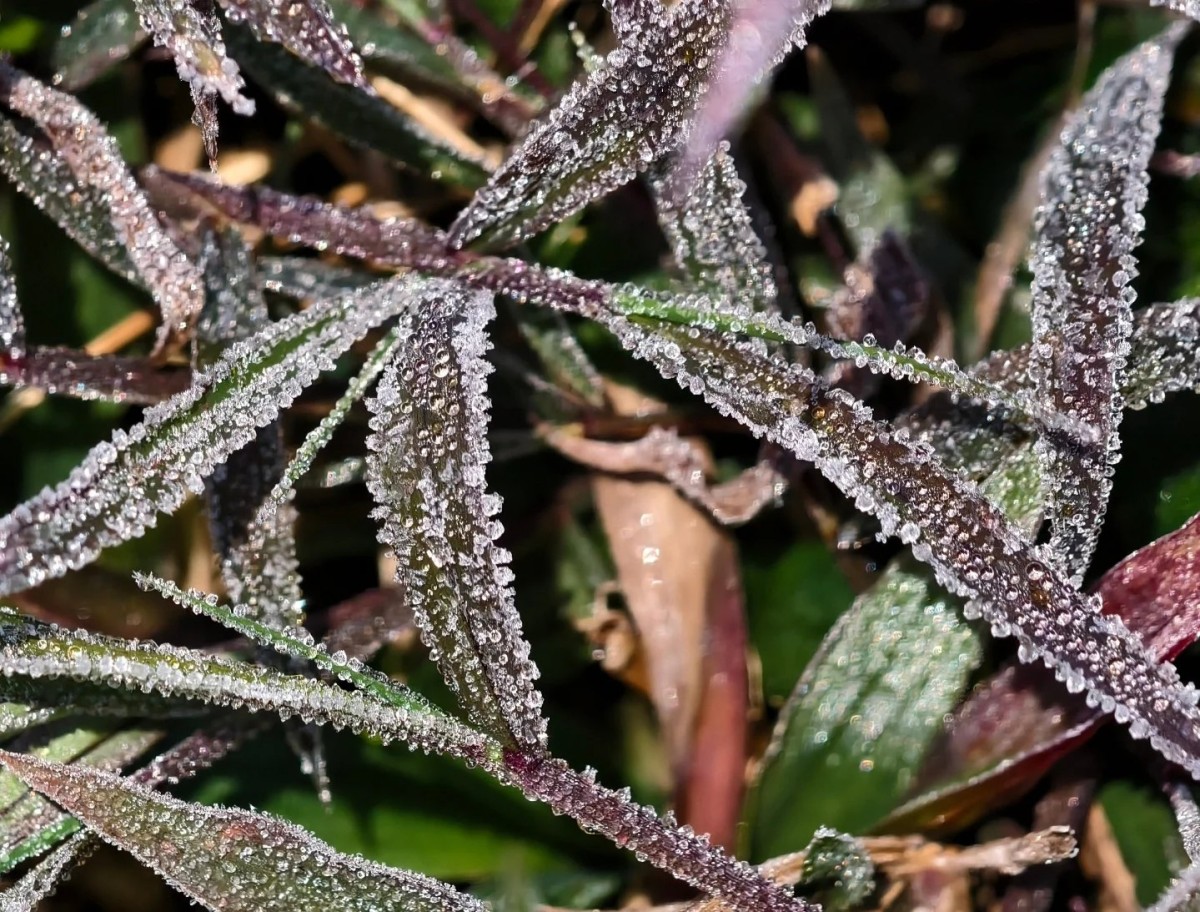 Frost warning issued as HK records rare ground frost in New Territories
