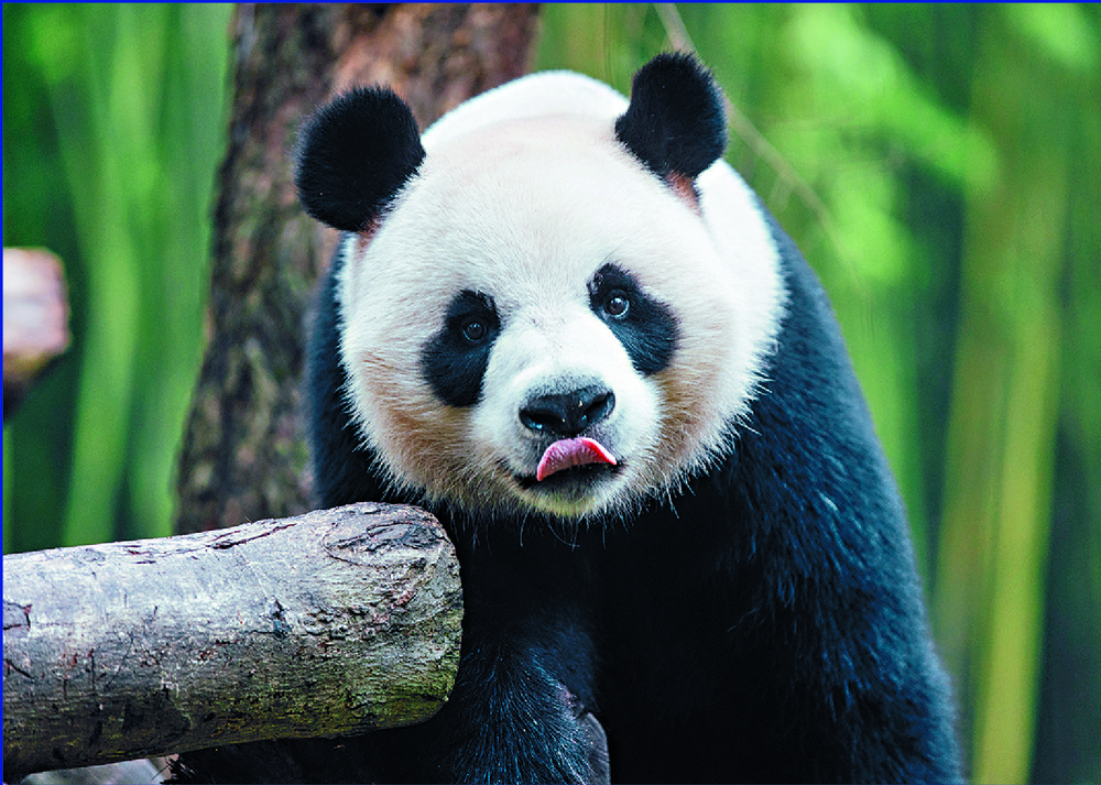 Everyone encouraged to propose names for newly arrived pandas