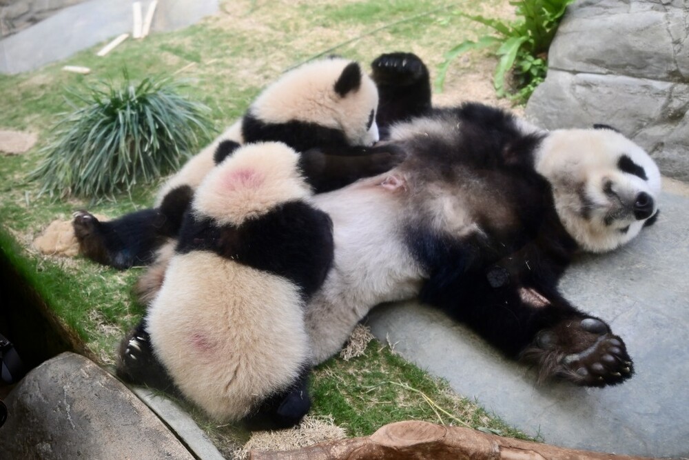 Twin panda cubs make first public appearance with mother Ying Ying at Ocean Park
