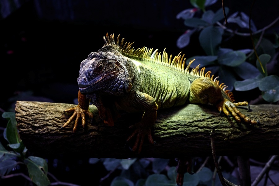 Taiwan plans to cull up to 120,000 green iguanas due to their negative ...