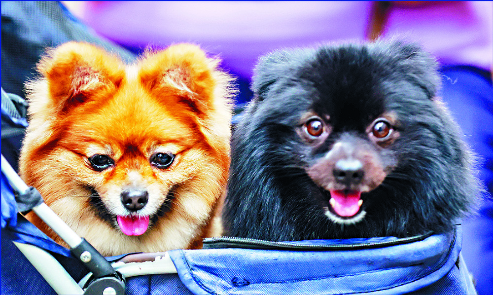 Fur-get the long wait - quarantine of cats, dogs from Macau cut to 30 days