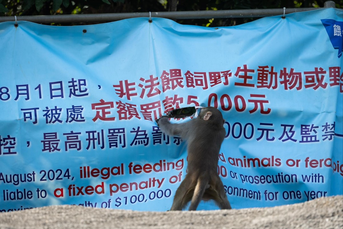 Disgruntled monkey tears down 'No Feeding' banner in apparent protest