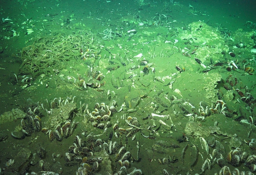 Coral key comes home to experts