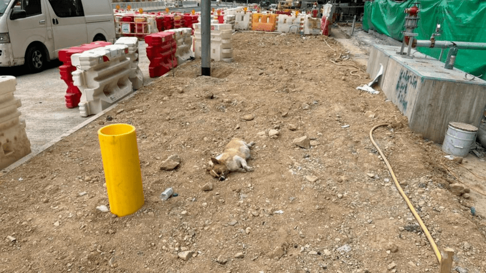 Abused Corgi dog found dead in Yuen Long