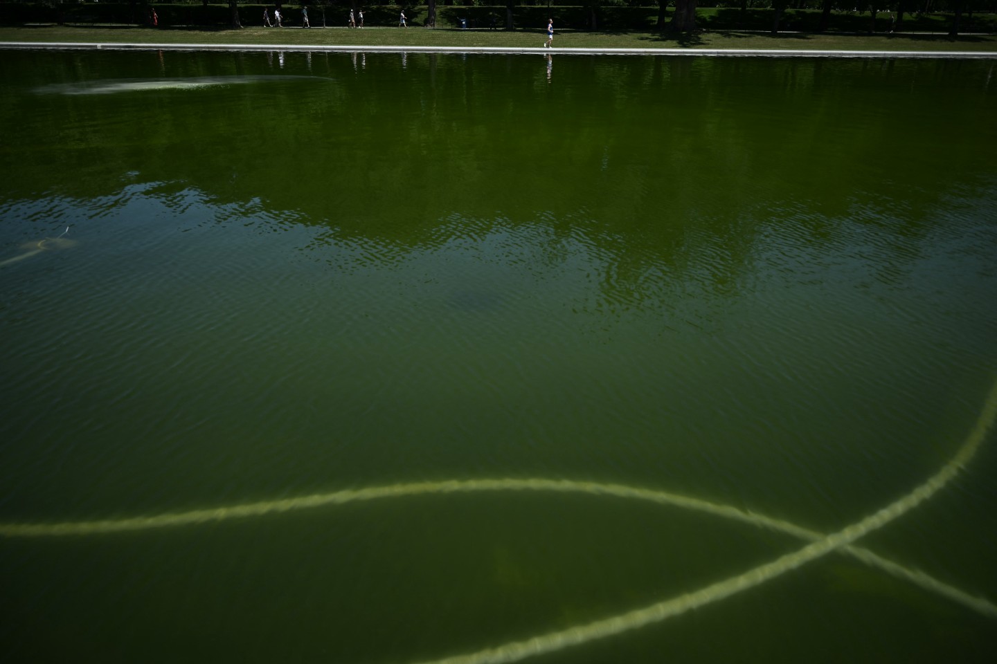 Swamp Thing: Algae mess with Trump's pool project