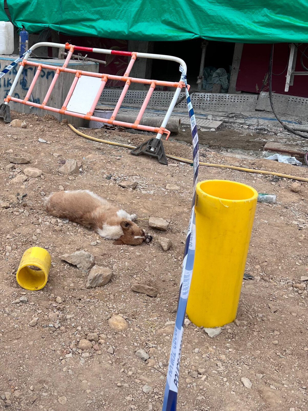 Suspected animal cruelty cases in HK reach 5-year high, only 16 ...
