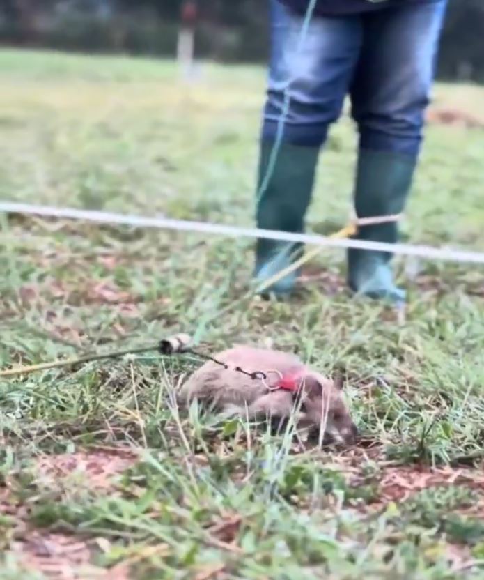 Cambodia unveils world's first statue of landmine-detecting rat Magawa