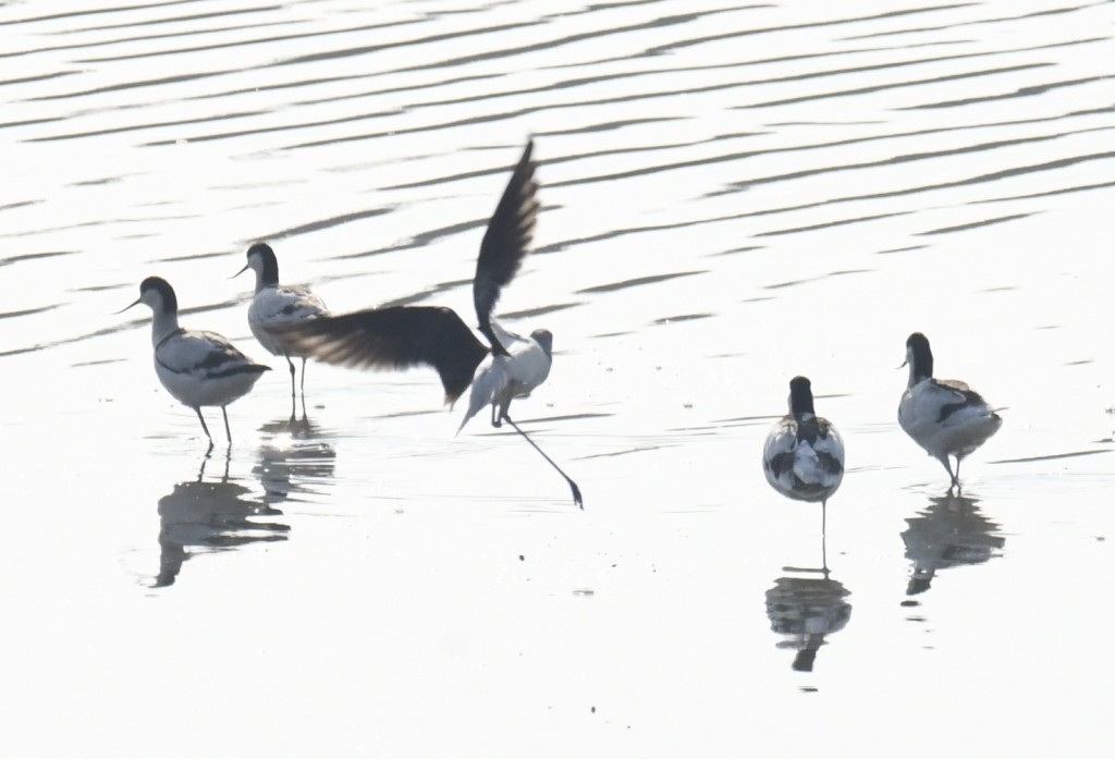 MTR expands conservation efforts at Lok Ma Chau Wetland with HKU as 280 ...
