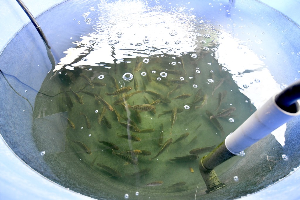 MTR expands conservation efforts at Lok Ma Chau Wetland with HKU as 280 ...