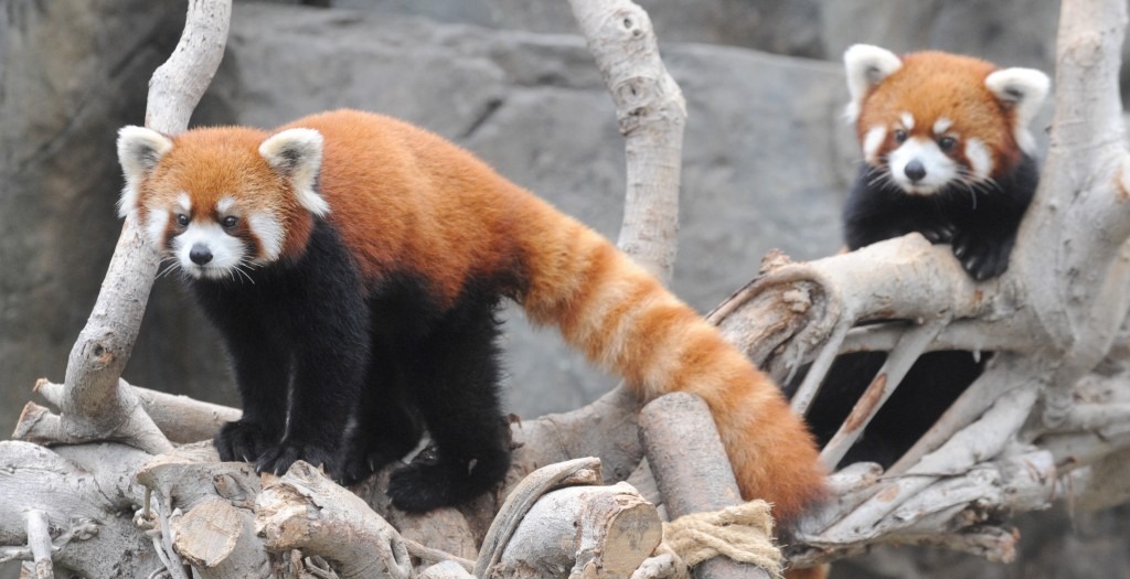 Ocean Park’s beloved red panda Rou Rou passes away at age 17