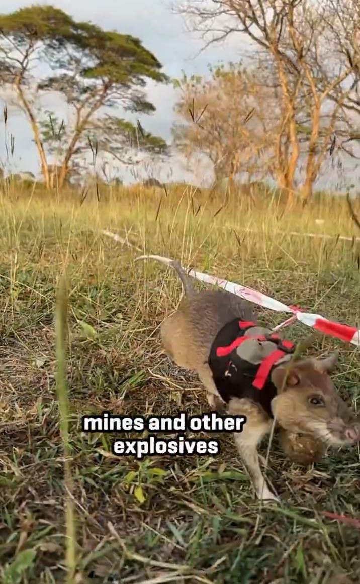 Cambodia unveils world's first statue of landmine-detecting rat Magawa