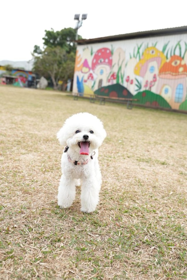 Unleashed dog mauls small dog to death on Yuen Long hike as owner ...